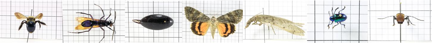 The Participatory Design of a (Today and) Future Digital Entomology Lab ...